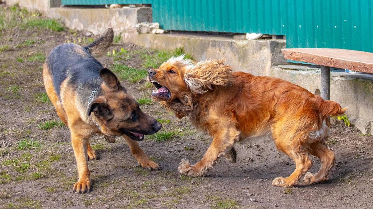 Aggression Between Household Dogs - Causes and What to Do