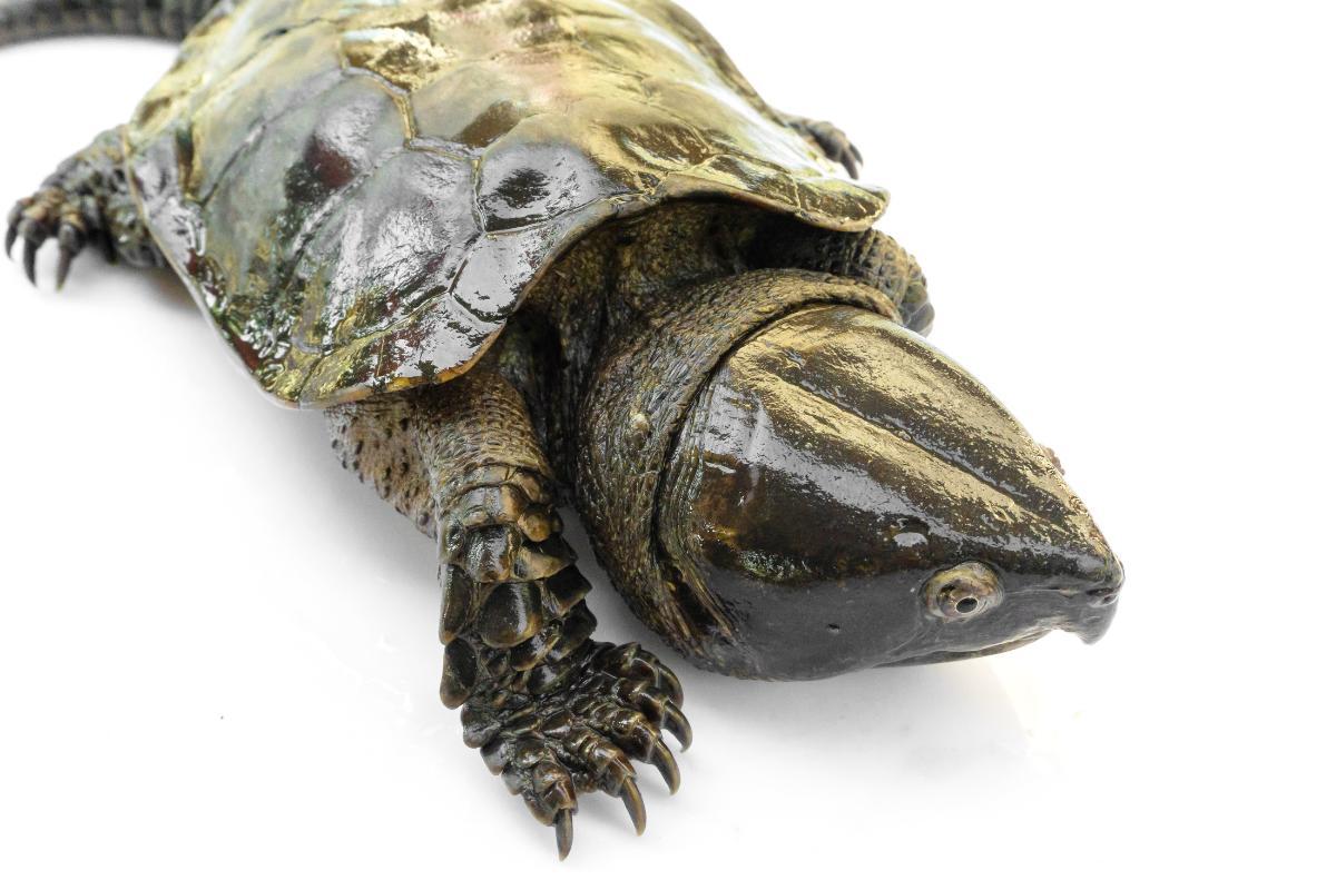 15+ River Turtle Species Types With Photos