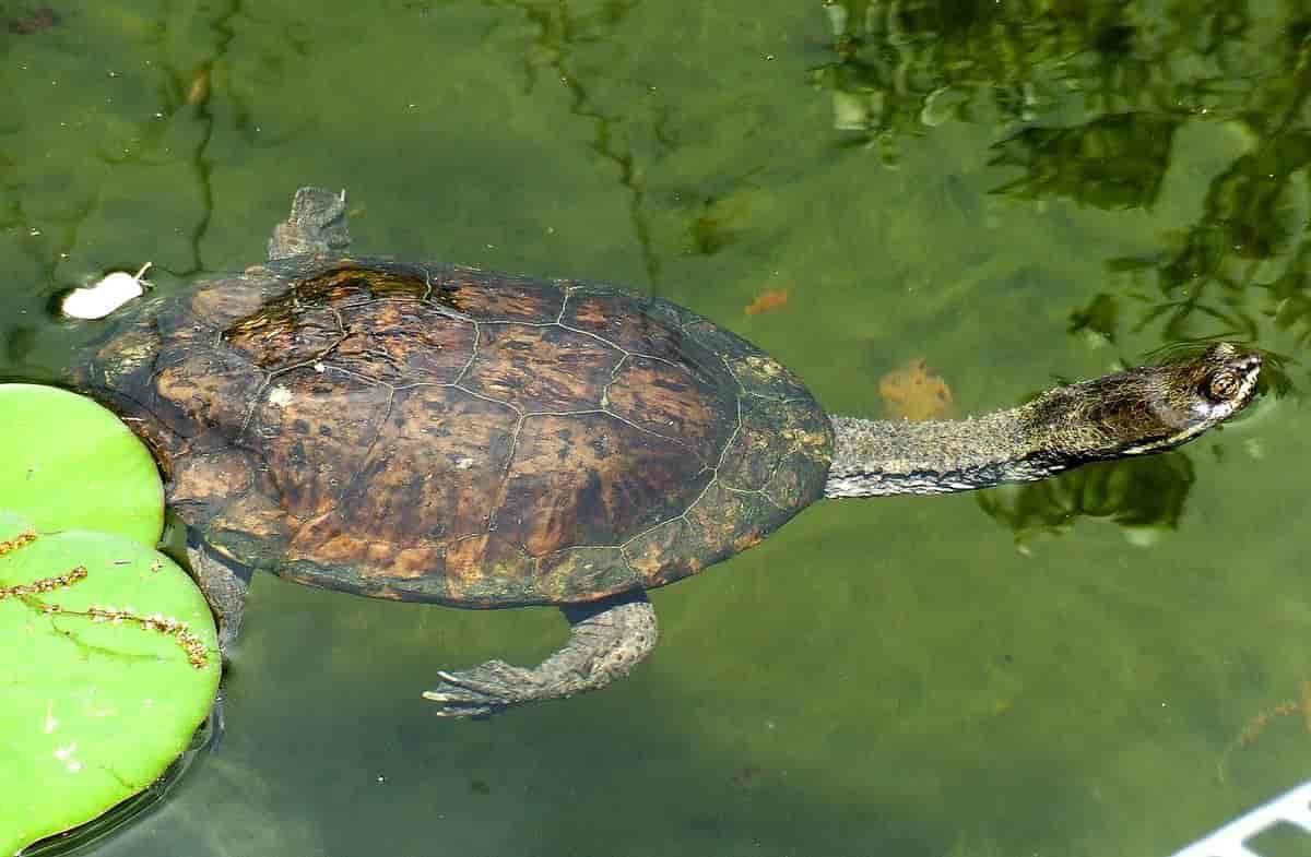 15+ River Turtle Species Types With Photos