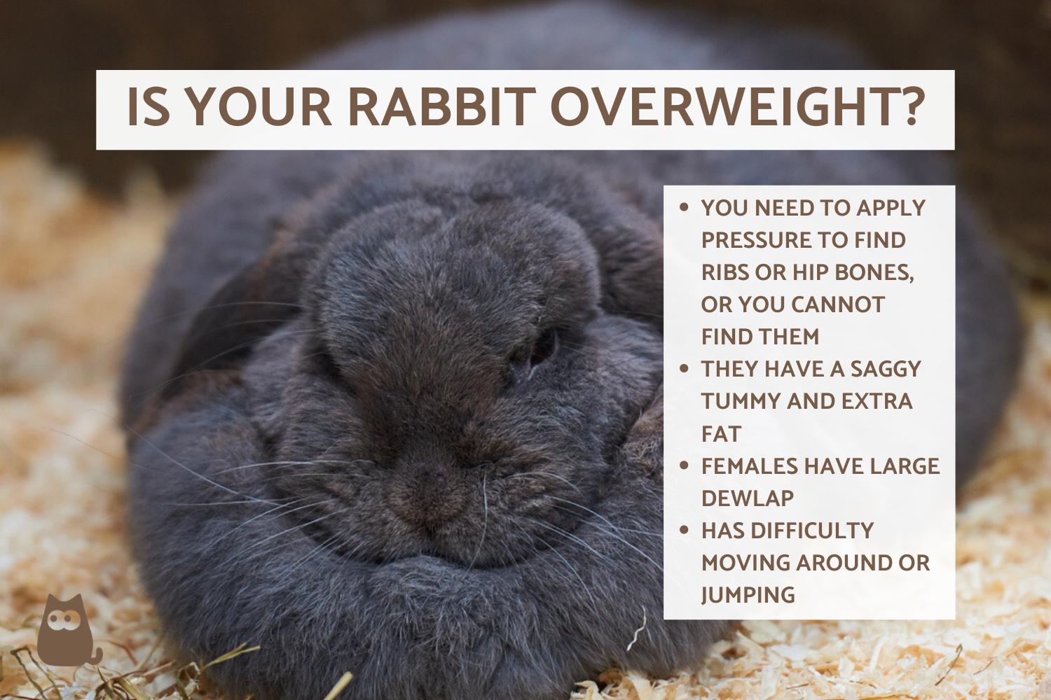 What to Feed My Overweight Rabbits - Weightloss Diet for Obese Rabbits