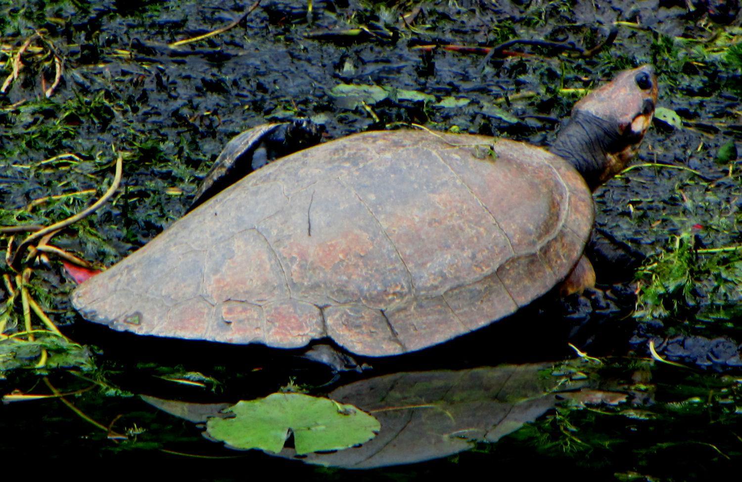 15+ River Turtle Species Types With Photos