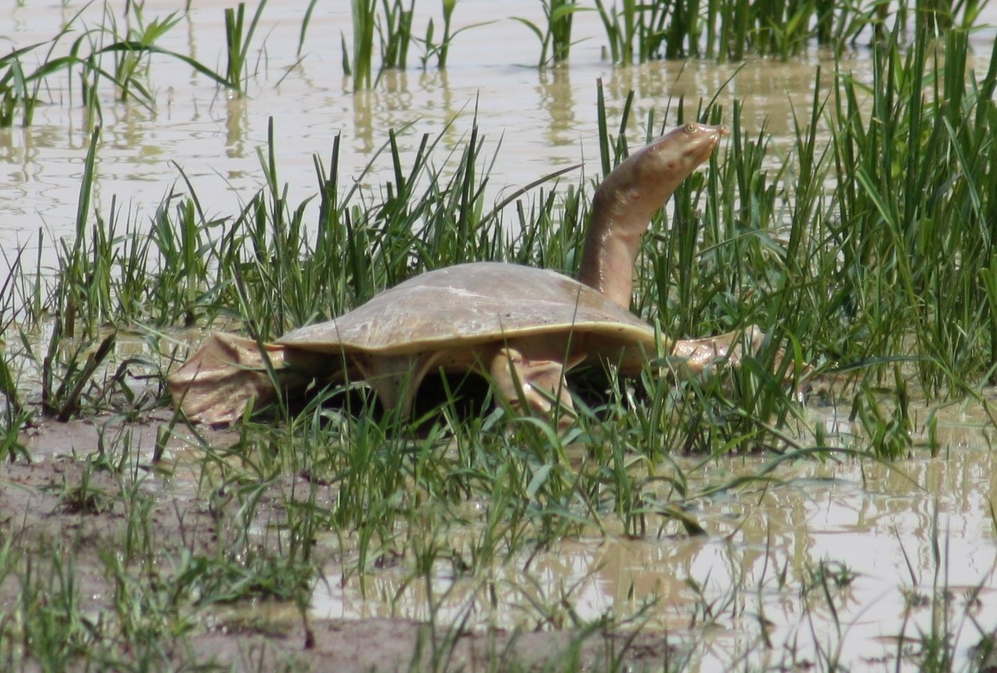 15+ River Turtle Species Types With Photos