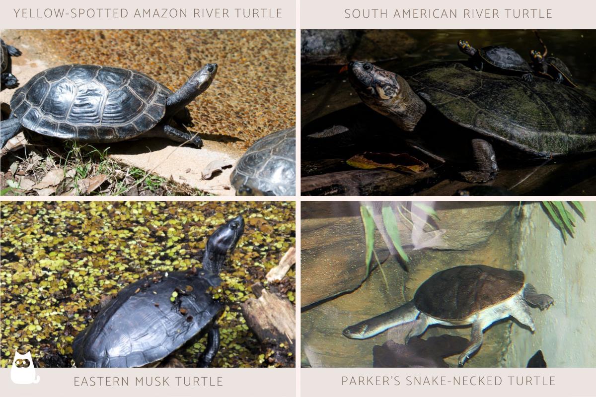 15+ River Turtle Species Types With Photos