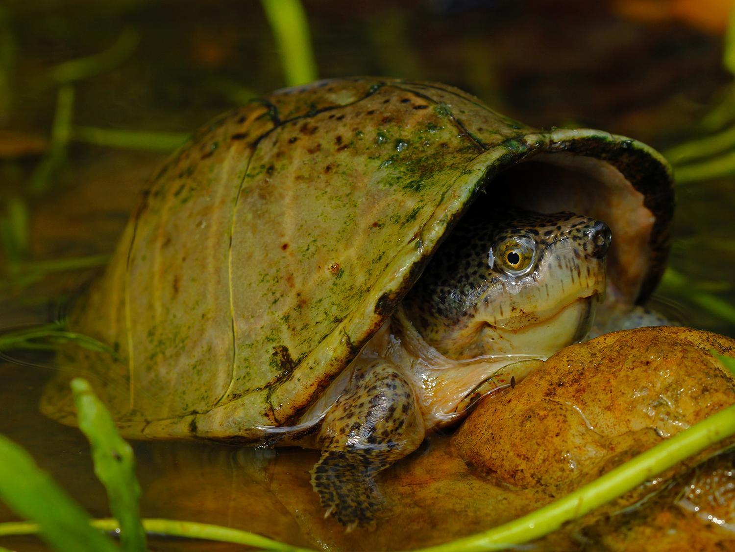15+ River Turtle Species Types With Photos