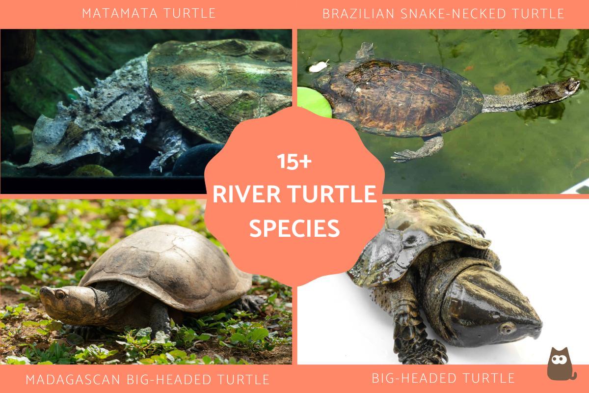 15+ River Turtle Species Types With Photos