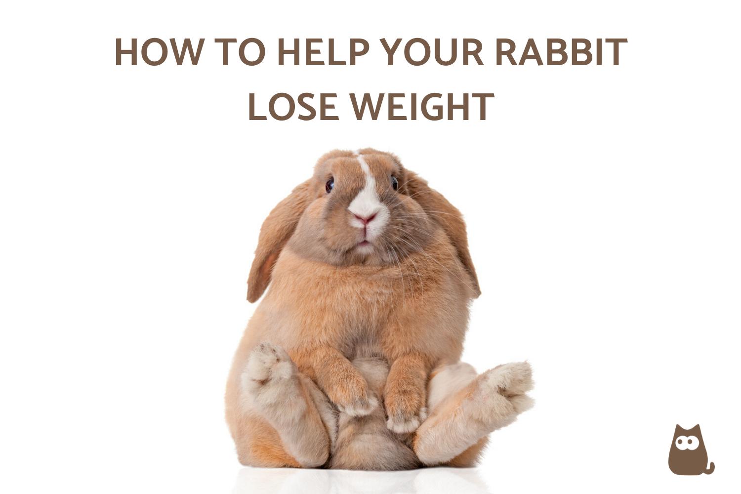 What to Feed My Overweight Rabbits - Weightloss Diet for Obese Rabbits