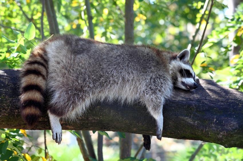 Racoons as Pets: Guidelines and Tips