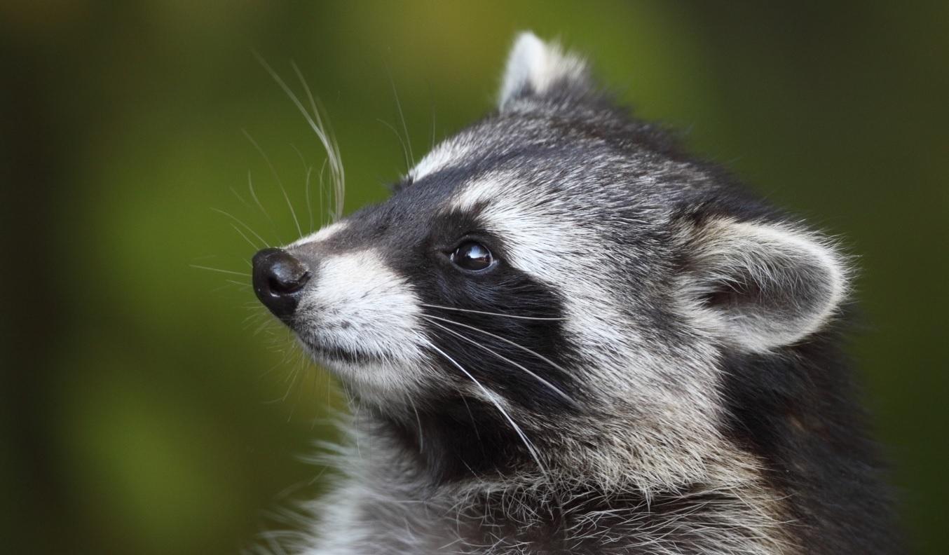 Racoons as Pets: Guidelines and Tips