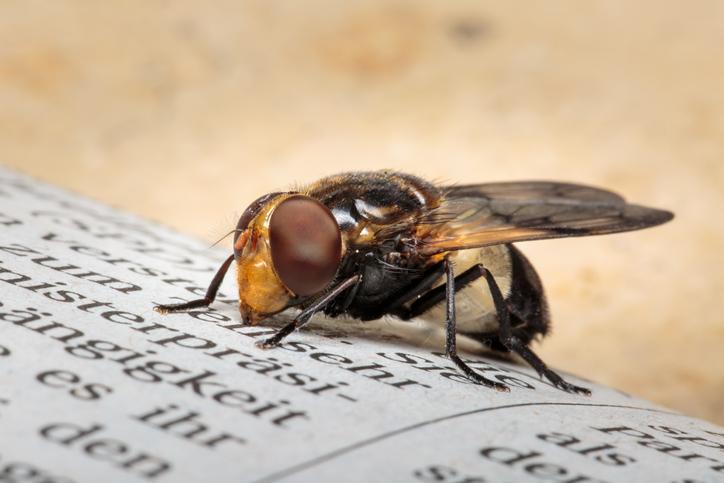 How Are Flies Born in the House? - How They Breed and Where to Find Them