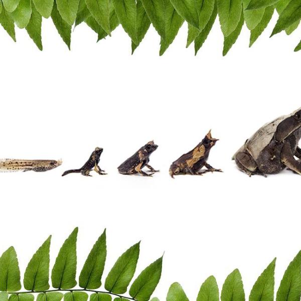 metamorphosis which animals