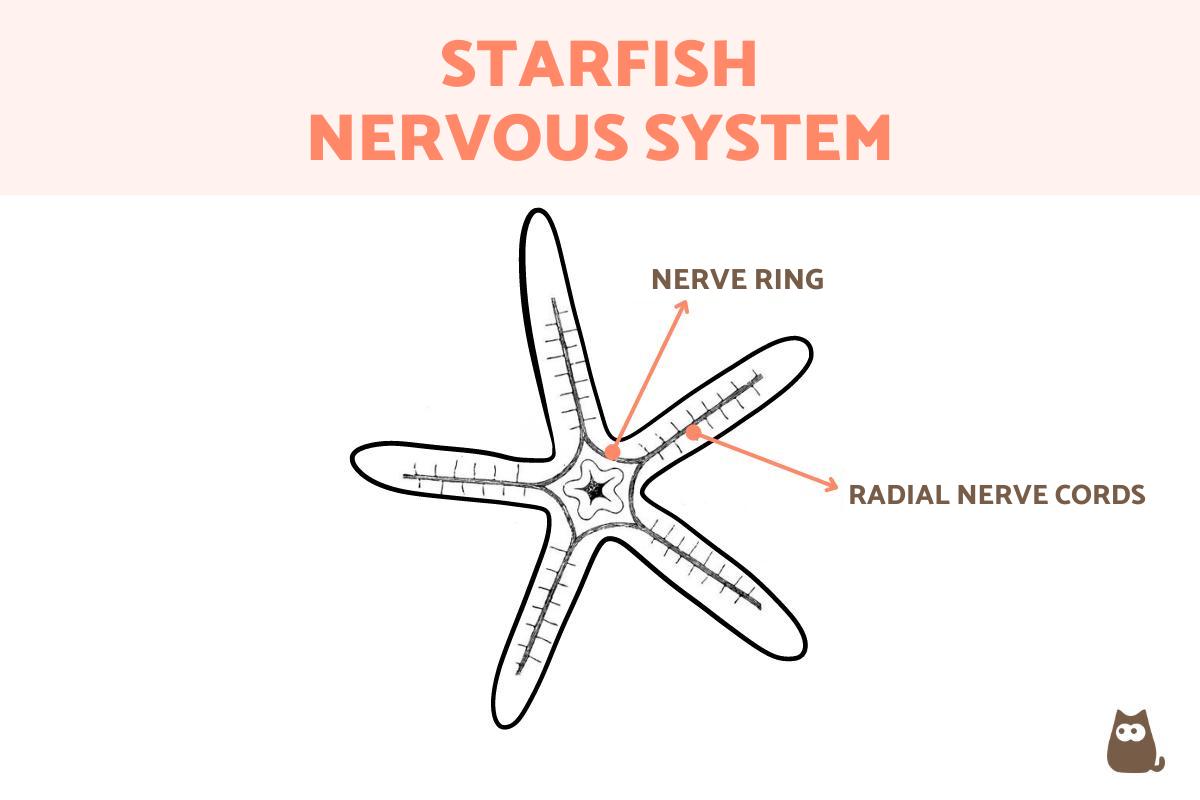 Does a Starfish Have a Brain? - Sea Star Intelligence