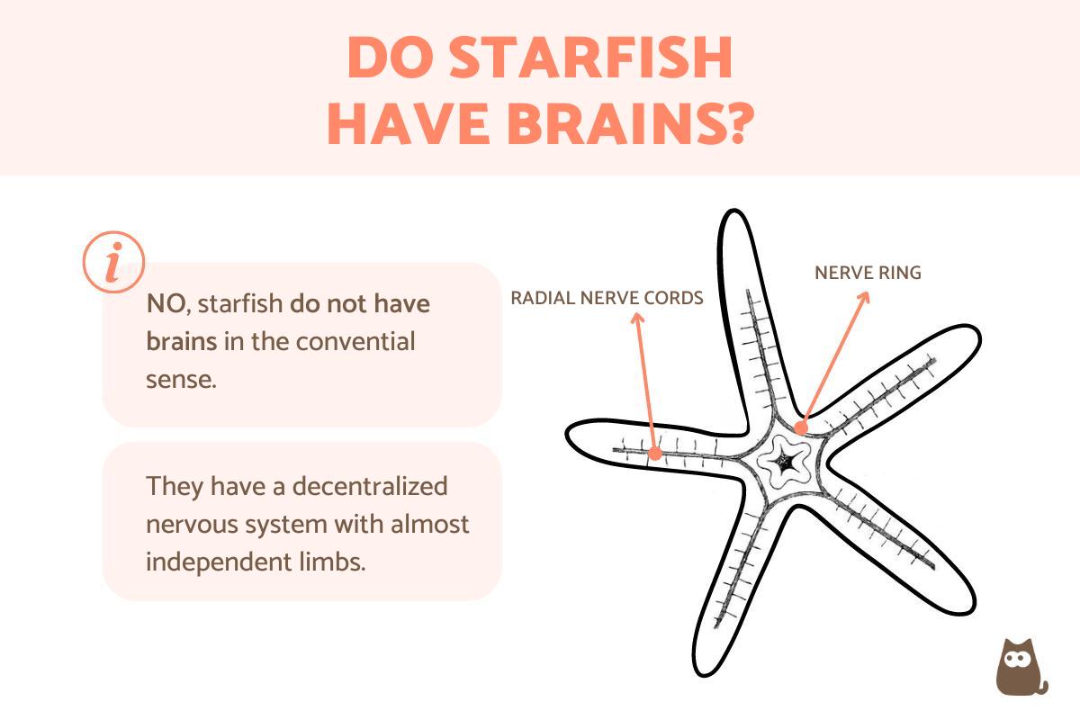 Does a Starfish Have a Brain? - Sea Star Intelligence