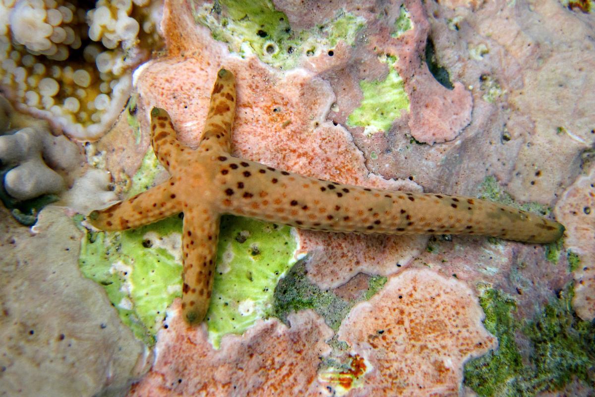 Does a Starfish Have a Brain? - Sea Star Intelligence