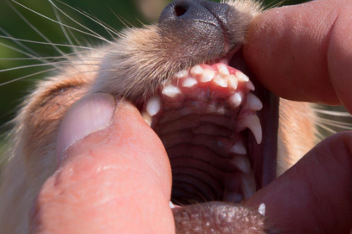 Double Canine Teeth in Dogs - Why a Dog Has Two Rows of Teeth