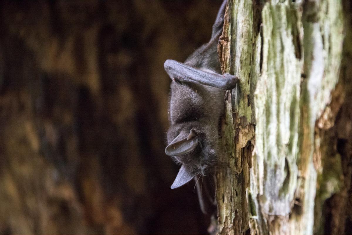20 Amazing New Zealand Animals with Photos