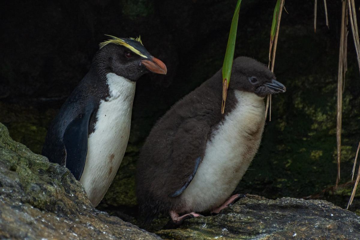 20 Amazing New Zealand Animals with Photos