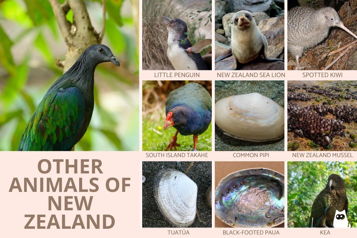 20 Amazing New Zealand Animals with Photos