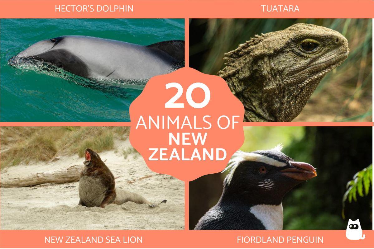20 Amazing New Zealand Animals with Photos