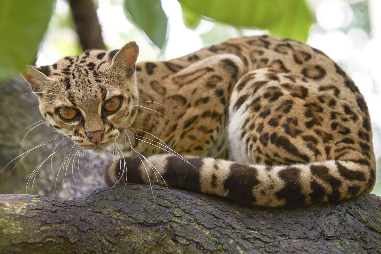 The Ocelot as a Pet: Everything you Need to Know