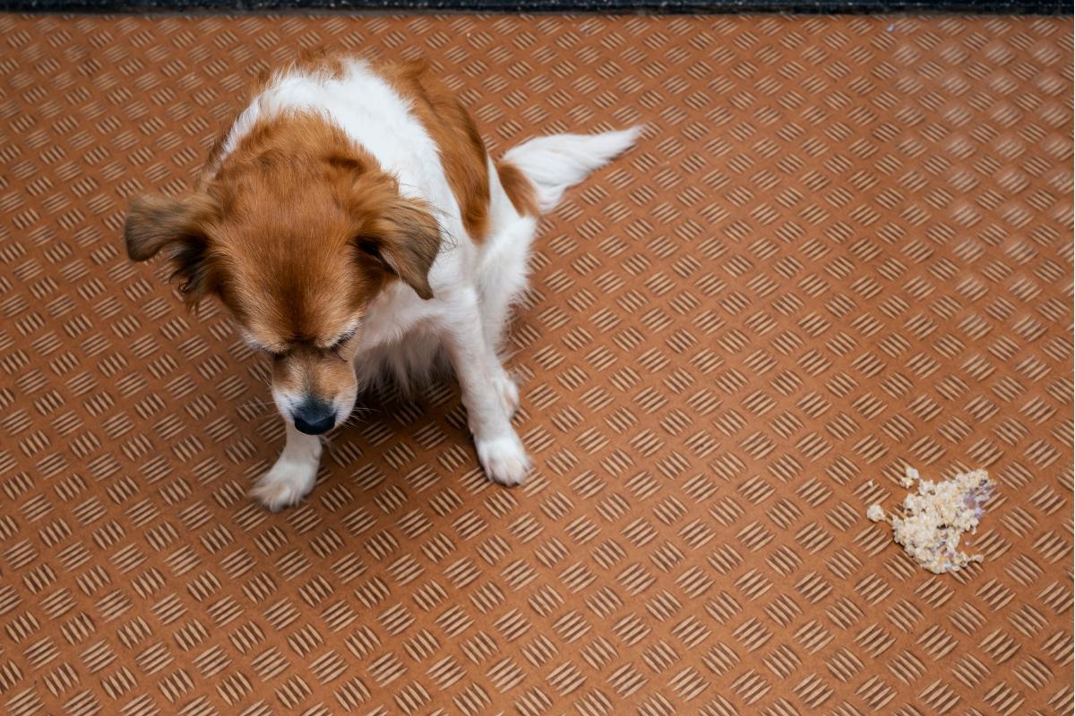 Intestinal Tumor in Dogs - Symptoms, Types and Treatment