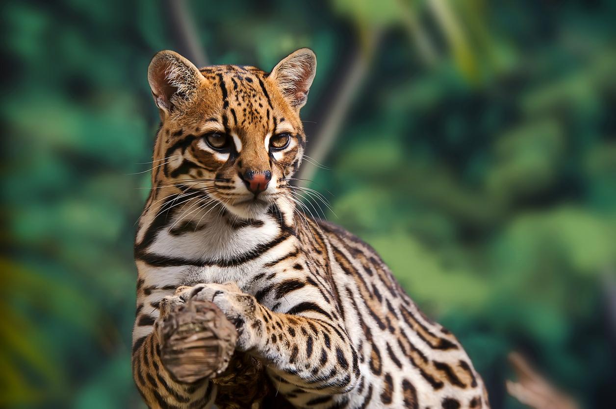 The Ocelot as a Pet: Everything you Need to Know