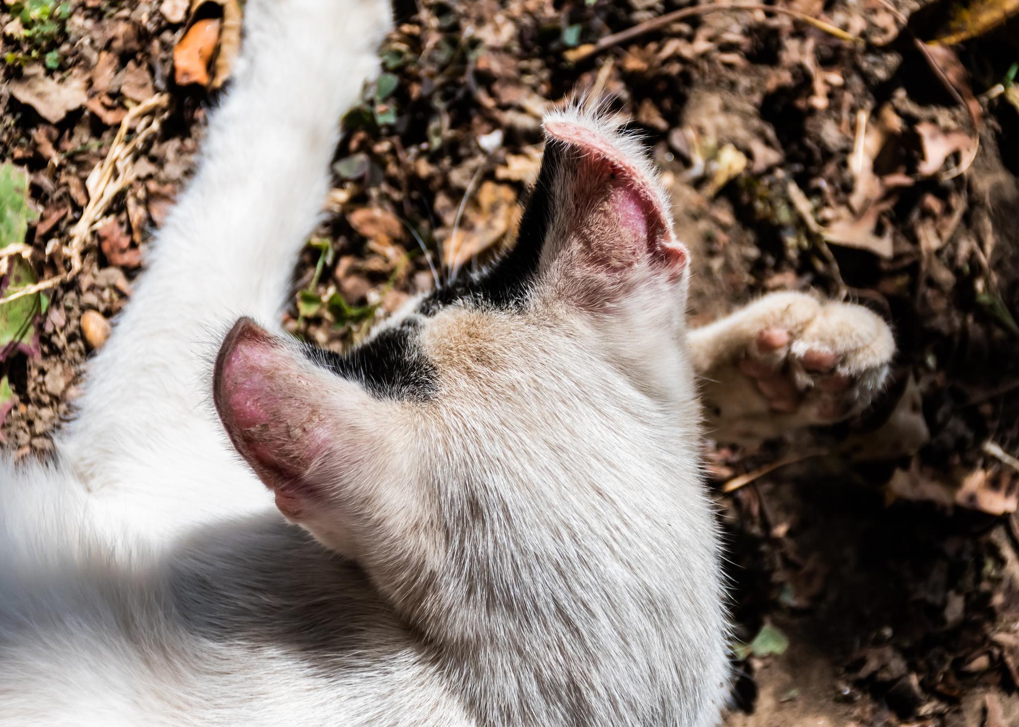 Scabs on My Cat's Ears - Causes and Treatment