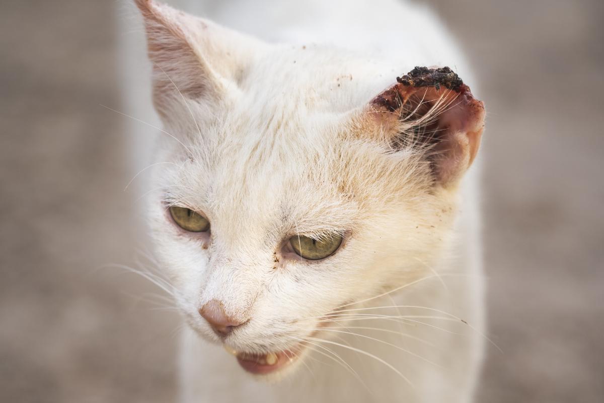 Scabs on My Cat's Ears - Causes and Treatment