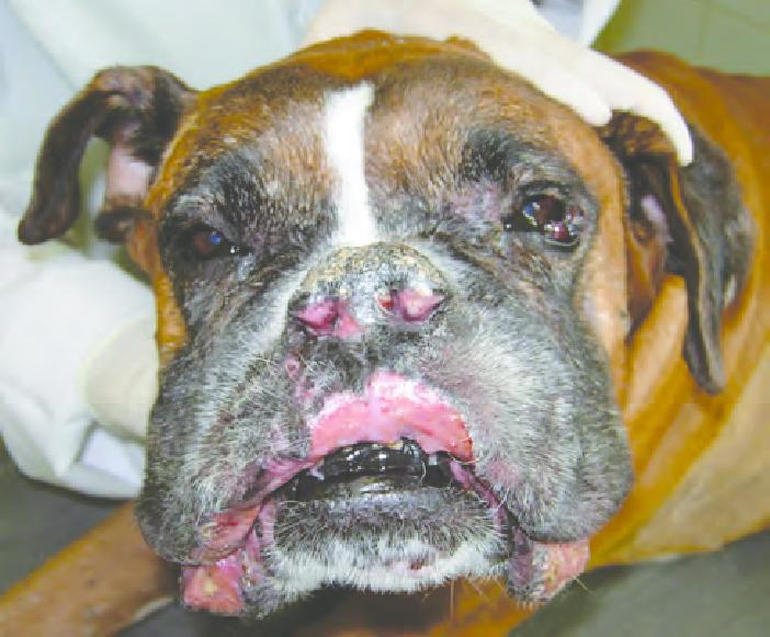 Sporotrichosis in Cats and Dogs - Symptoms, Causes and Treatment