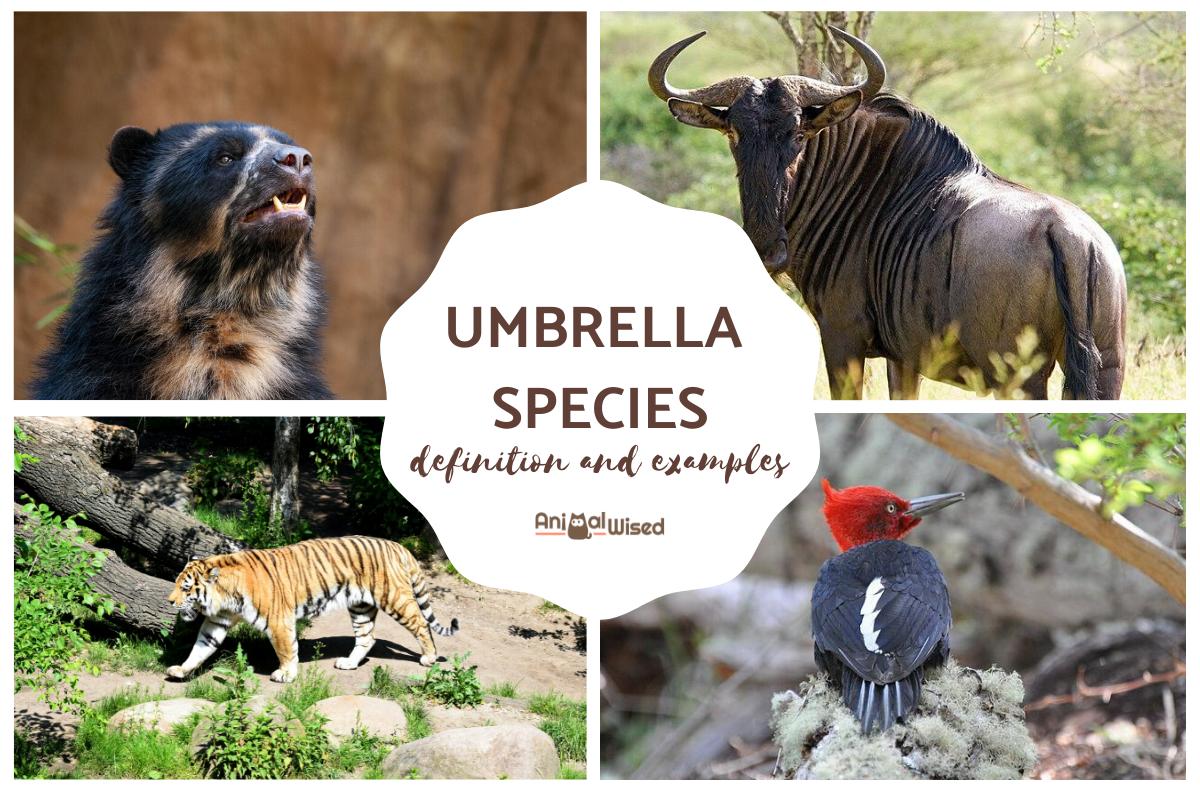 Umbrella Species Definition and Examples - Animal Conservation