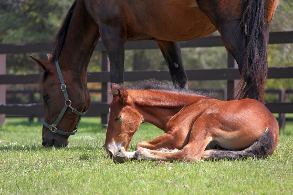 Equine Reproduction - How many times does a mare need to mate to become ...