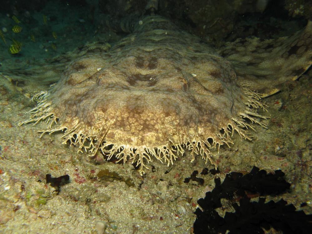 The 7 Rarest Marine Animals In The World