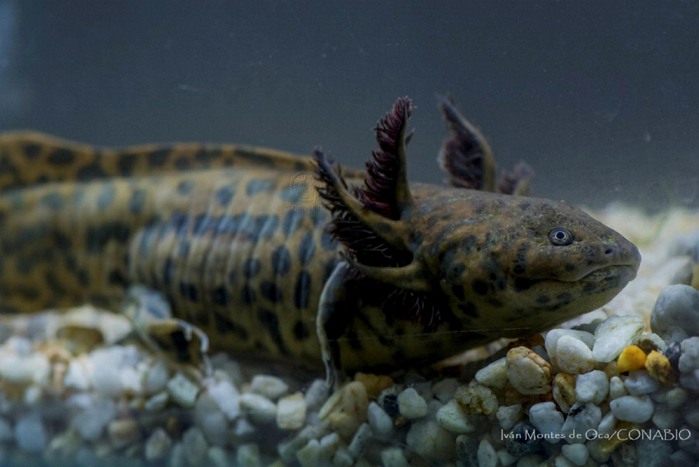 10+ Different Types of Salamander - Species, Colors and Patterns