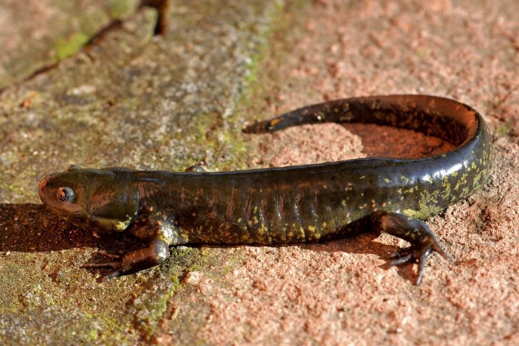 10+ Different Types of Salamander - Species, Colors and Patterns