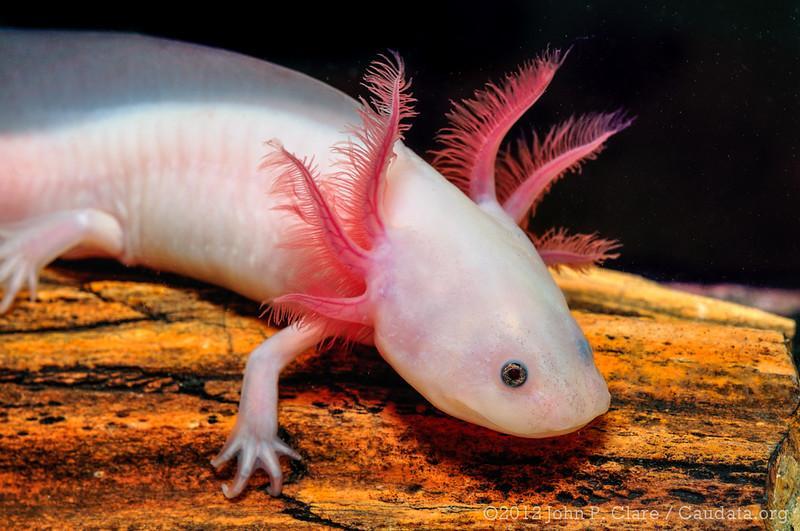 10+ Different Types of Salamander - Species, Colors and Patterns