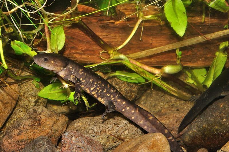 10+ Different Types of Salamander - Species, Colors and Patterns