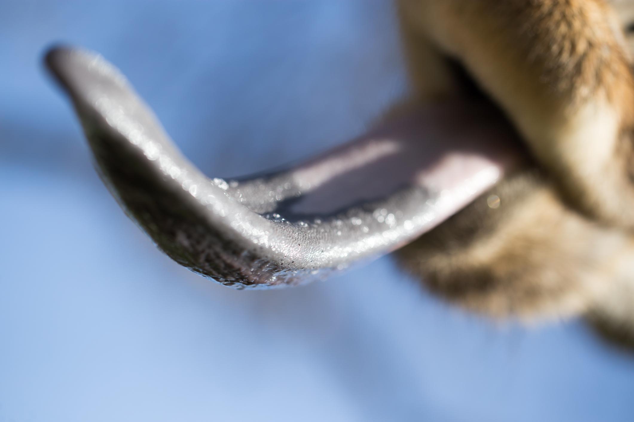 Giraffe Diet - What Do Giraffes Eat and How Do They Digest It?