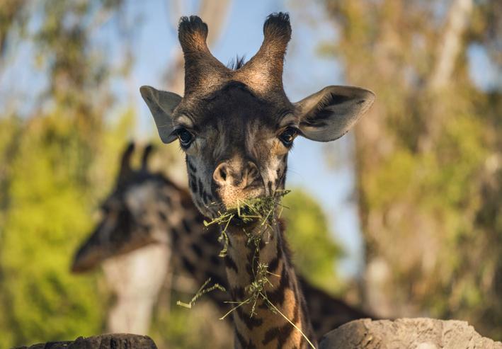 Giraffe Diet - What Do Giraffes Eat and How Do They Digest It?