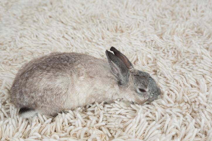My Rabbit Died - What Do I Do with the Body? - Practical and Emotional Tips