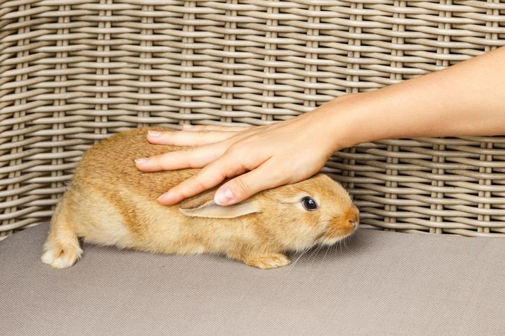 My Rabbit Died - What Do I Do with the Body? - Practical and Emotional Tips