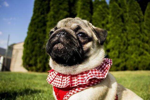 My Pug Keeps Making a Honking Noise - Causes and Solutions