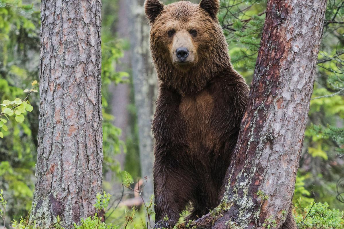 15 Animals with the Strongest Sense of Smell