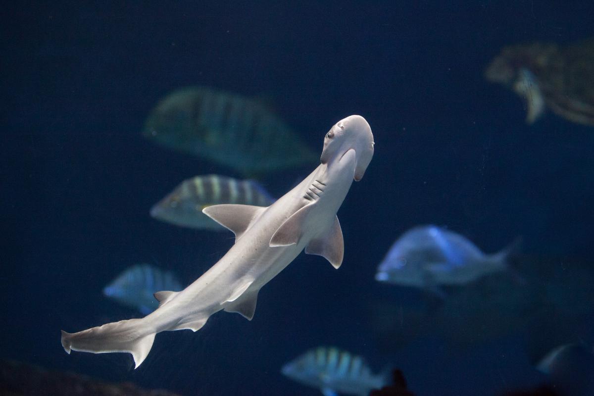 15 Animals with the Strongest Sense of Smell