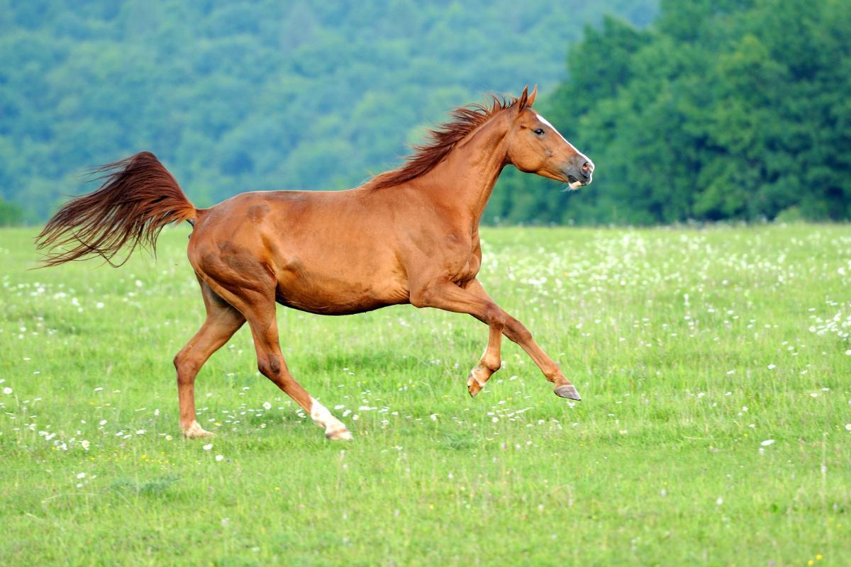 15 Animals with the Strongest Sense of Smell