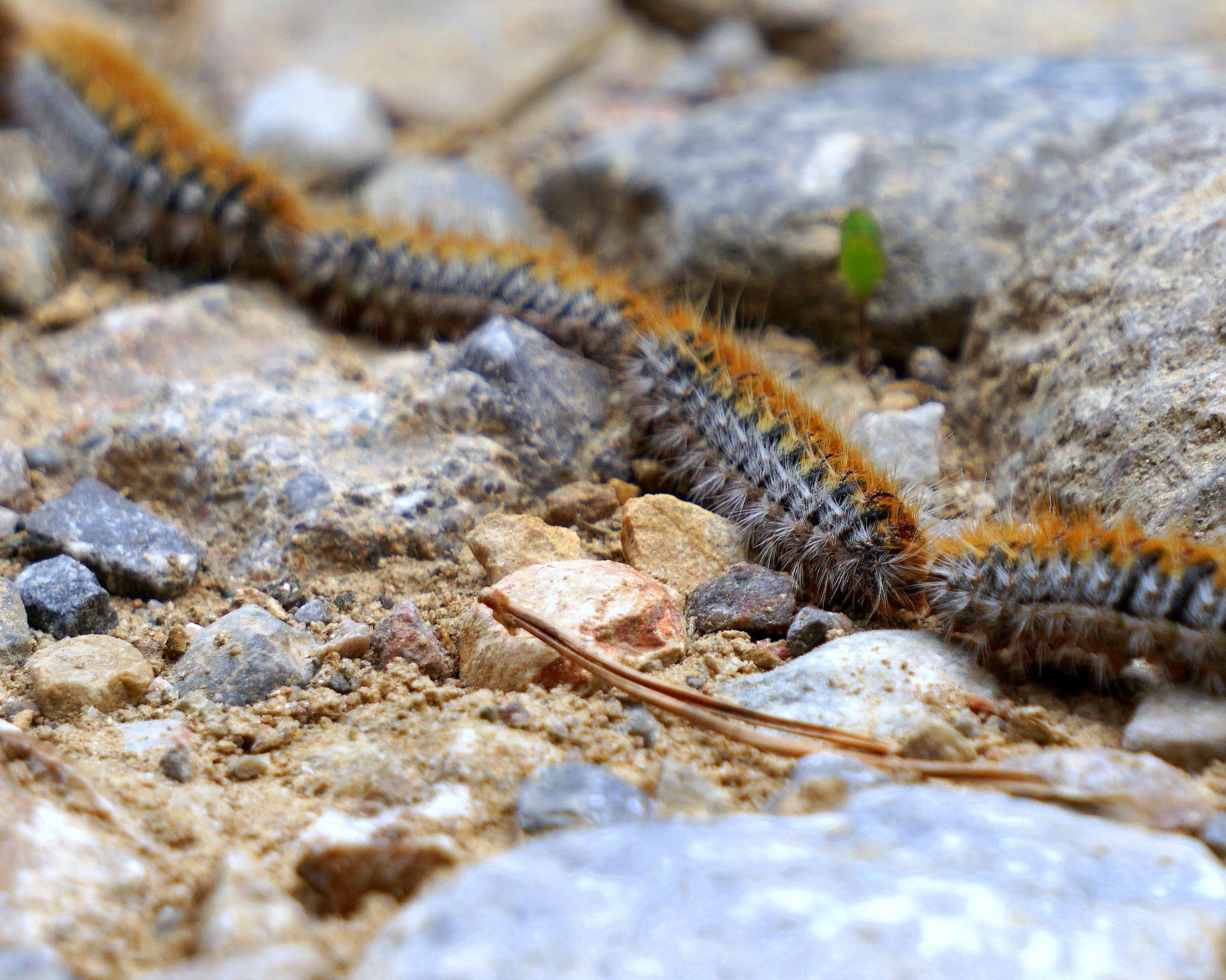 Life Cycle of the Pine Processionary Caterpillars - Phases ...