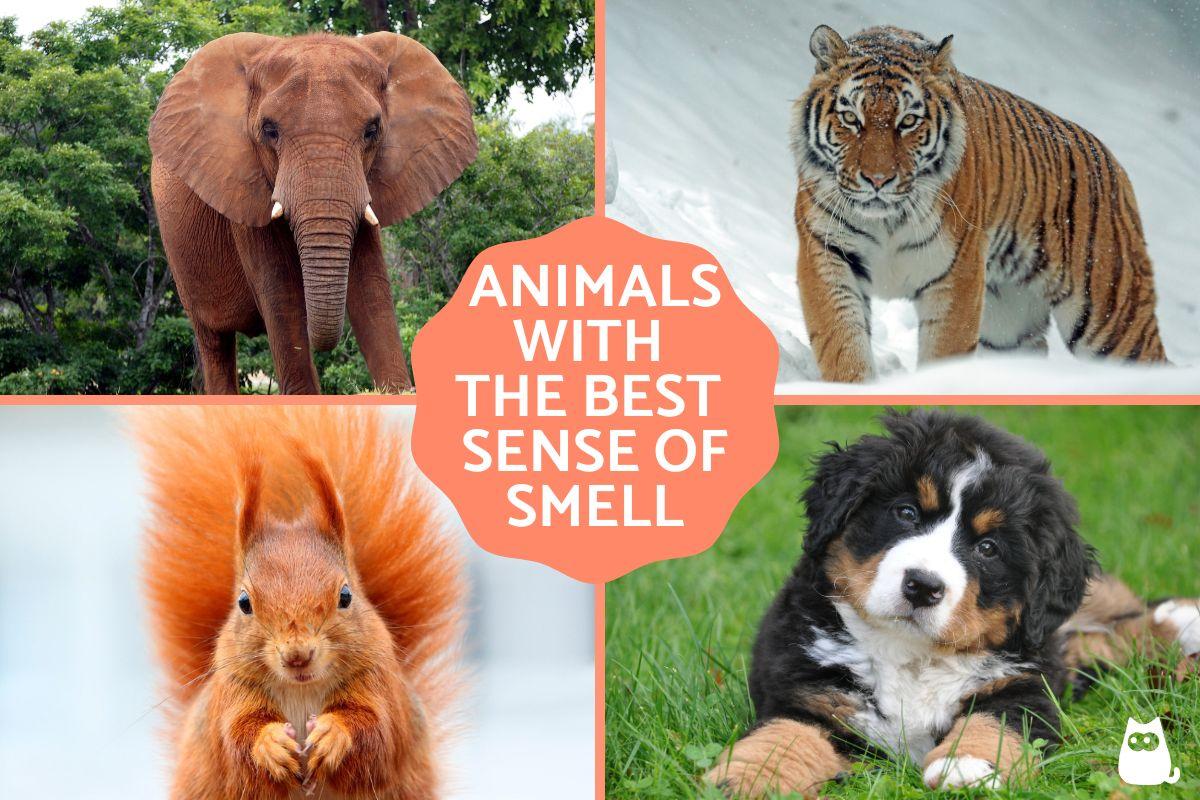 15 Animals with the Strongest Sense of Smell
