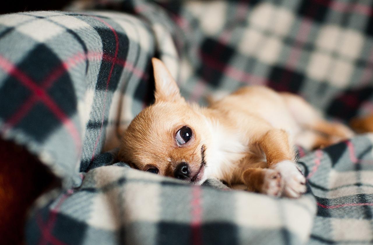 What Is Hydrocephalus in Dogs? - Symptoms, Treatment and Survival Rate