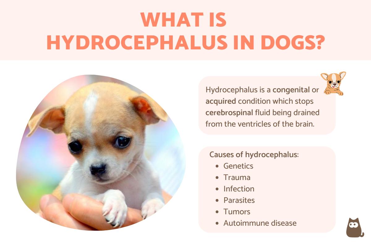 What Is Hydrocephalus in Dogs? - Symptoms, Treatment and Survival Rate