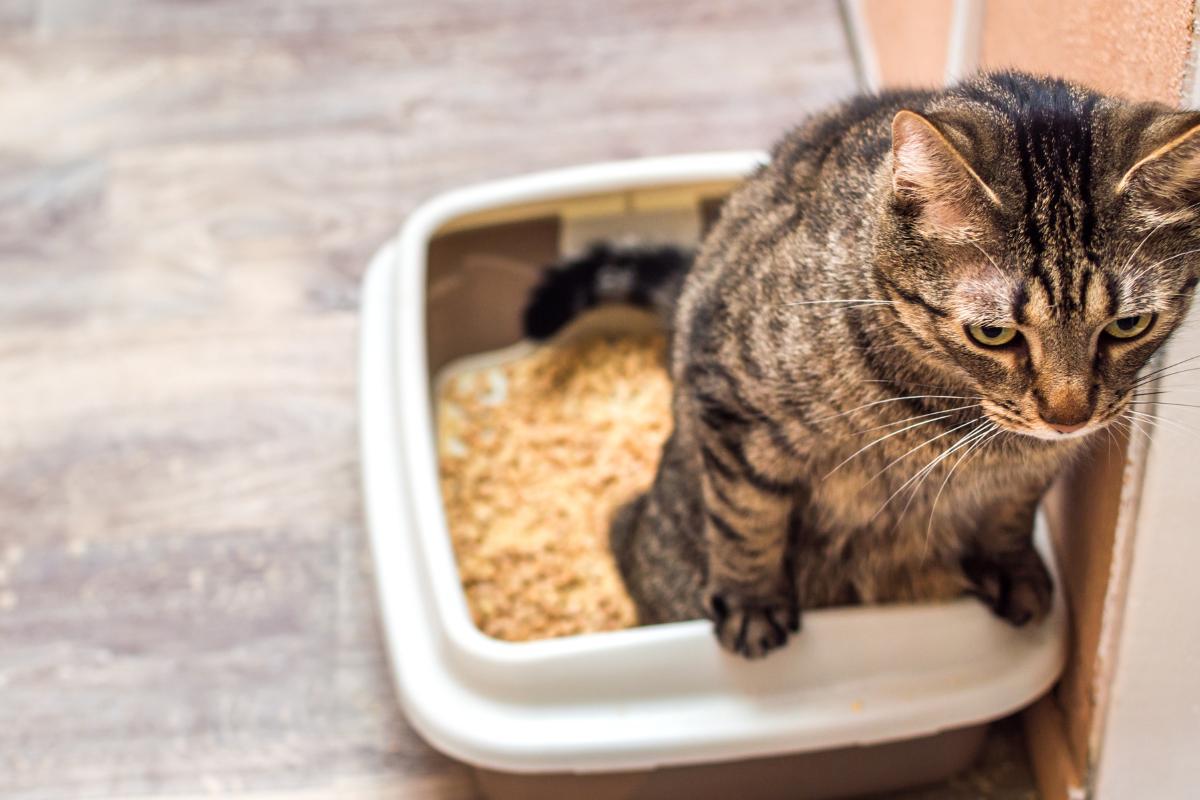 8 Signs of Severe Dehydration in Cats - Extremely Dehydrated Cat Symptoms