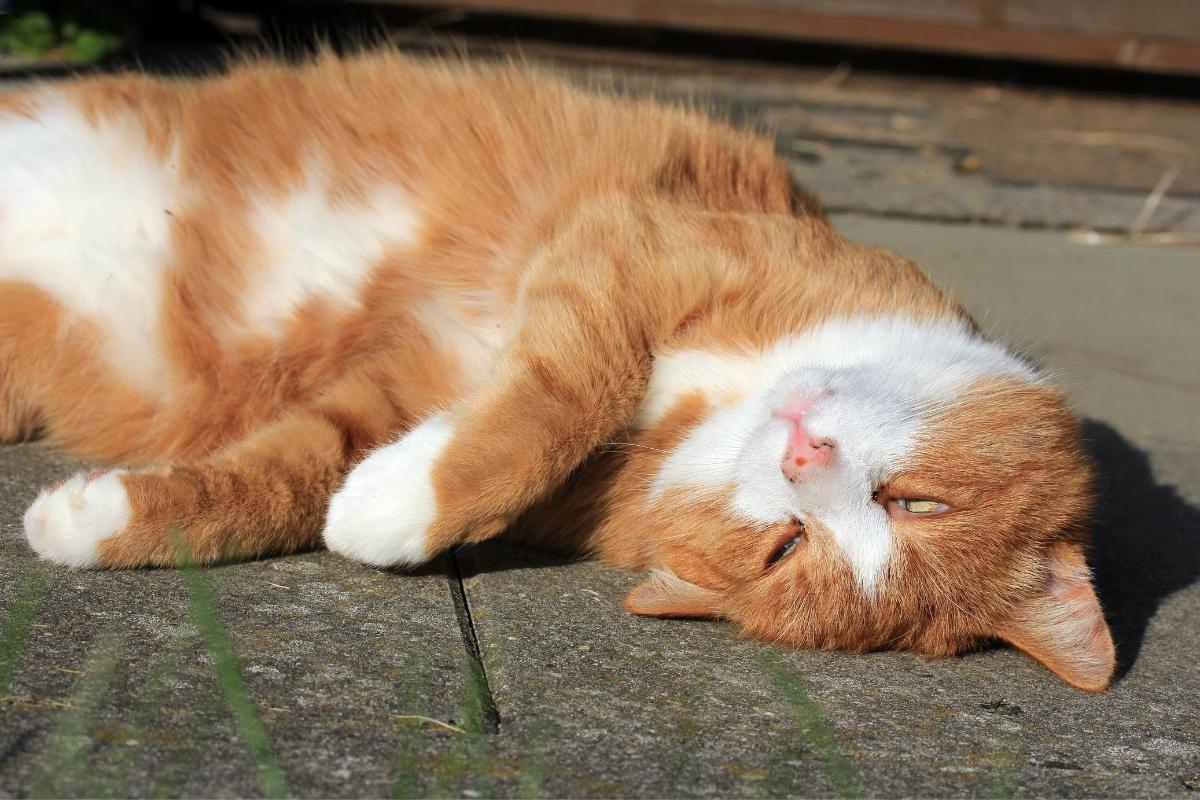 8 Signs of Severe Dehydration in Cats - Extremely Dehydrated Cat Symptoms