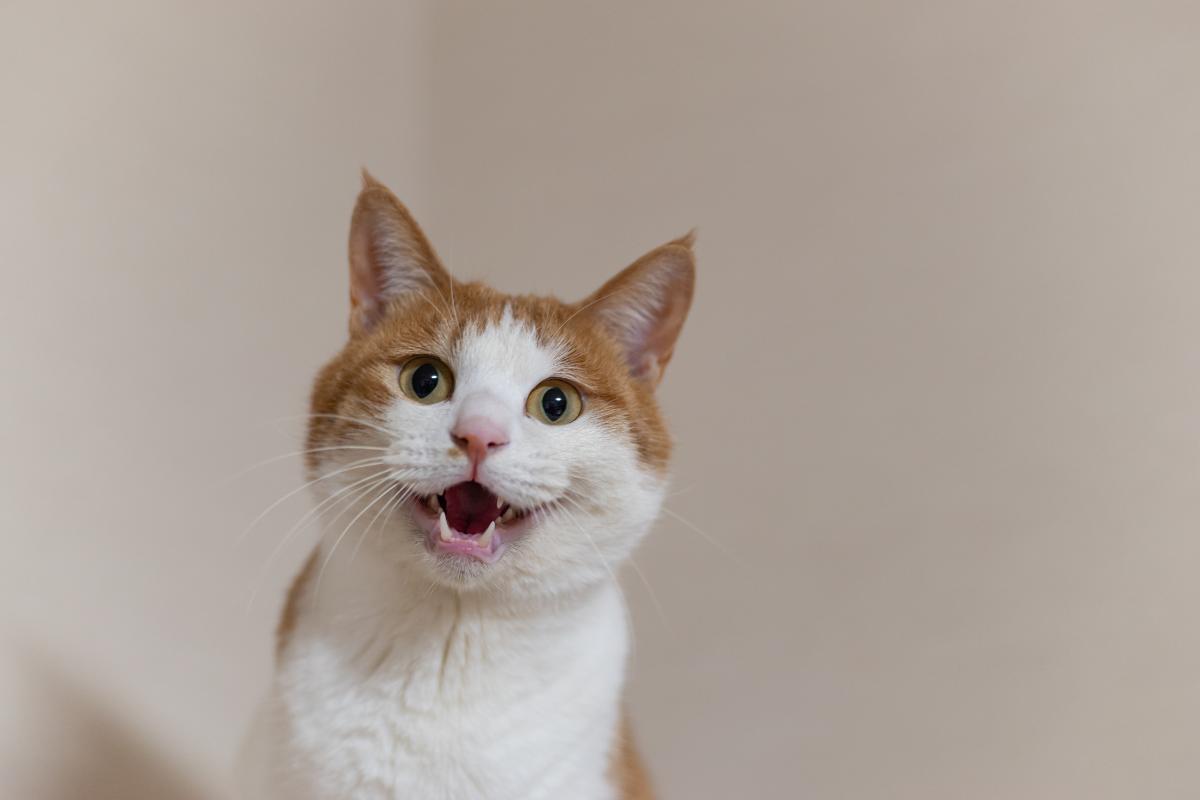 8 Signs of Severe Dehydration in Cats - Extremely Dehydrated Cat Symptoms